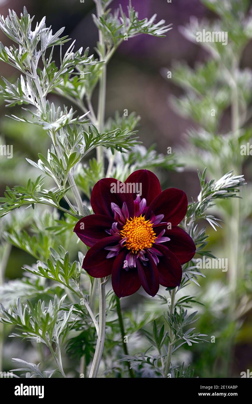 Artemisia absinthium hi-res stock photography and images - Alamy