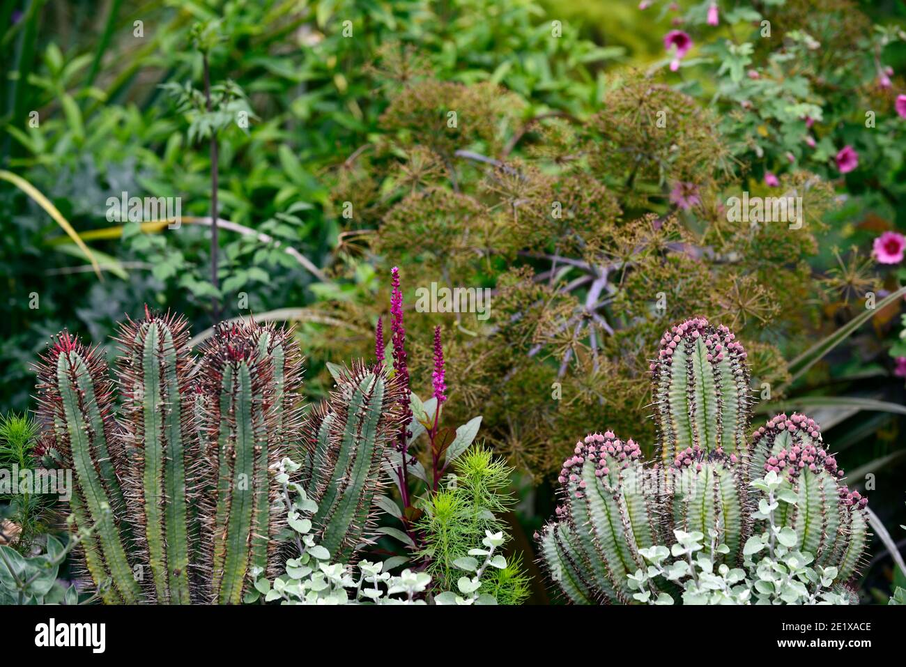 cactus garden,cacti,succulent,succulents,mixed planting scheme ...