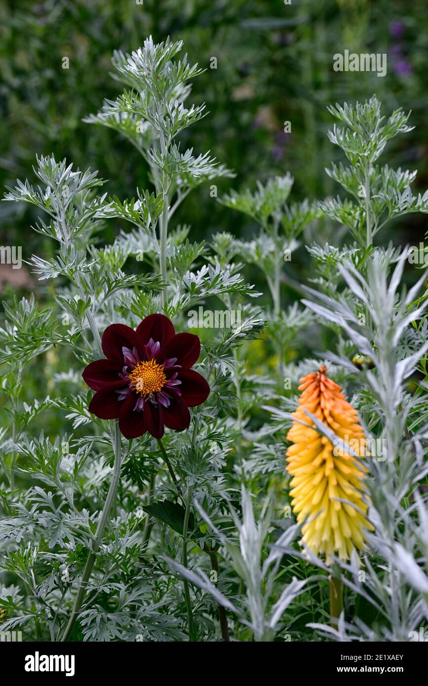 Artemisia Absinthium High Resolution Stock Photography and Images - Alamy