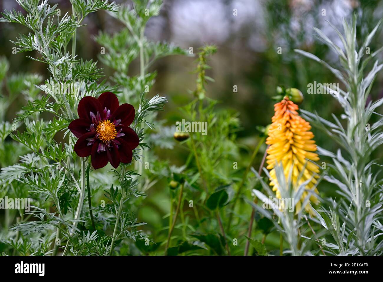 Dahlia Night Butterfly,Artemisia absinthium,dahlias and artemesia ...