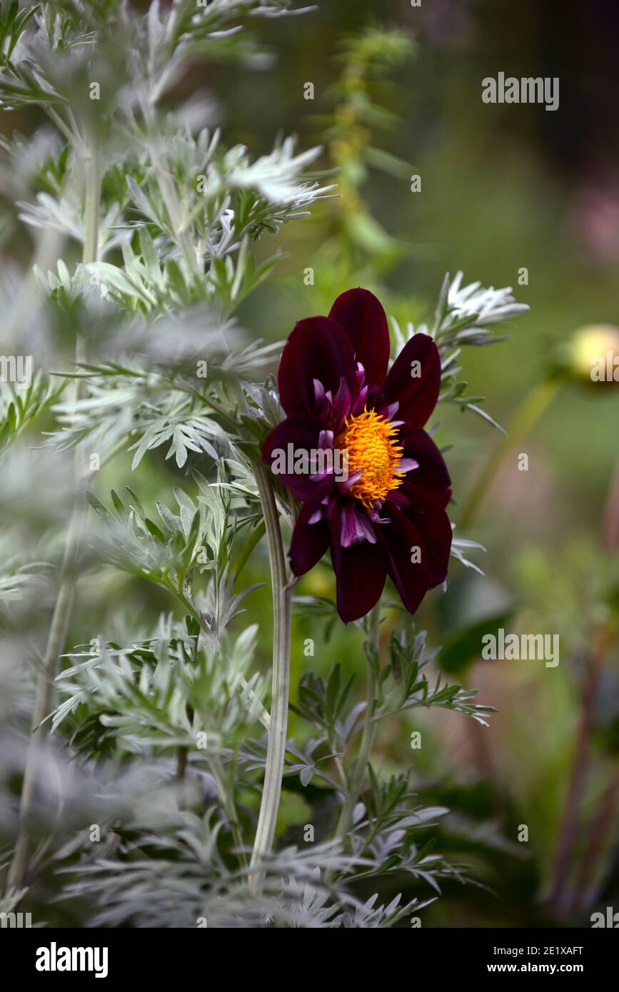 Dahlia Night Butterfly,Artemisia absinthium,dahlias and artemesia ...