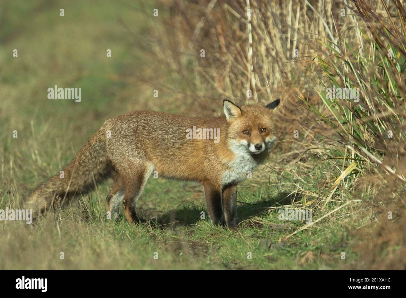 Fox path uk hi-res stock photography and images - Alamy