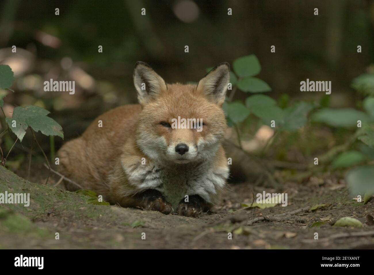 Fox lying down hi-res stock photography and images - Alamy
