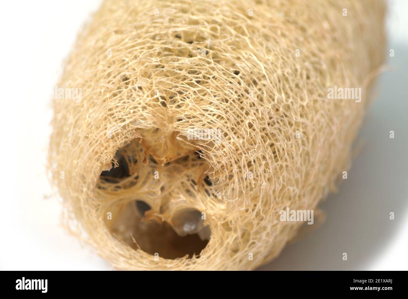 Close up of the Natural Scrubber, Sponge guard on a white background ...