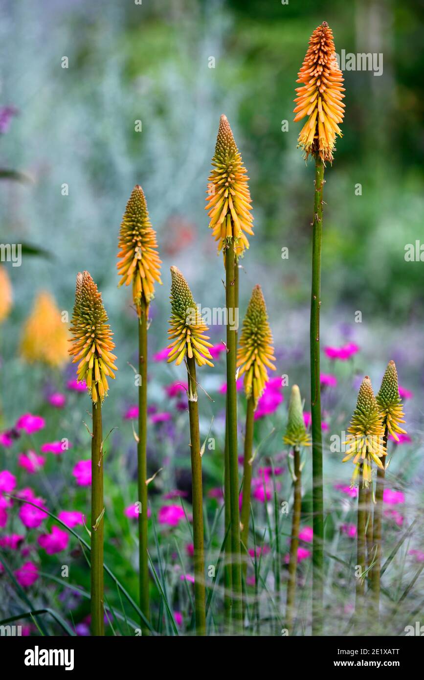 kniphofia gladness,red hot poker gladness,orange,flower,flowers,spikes ...
