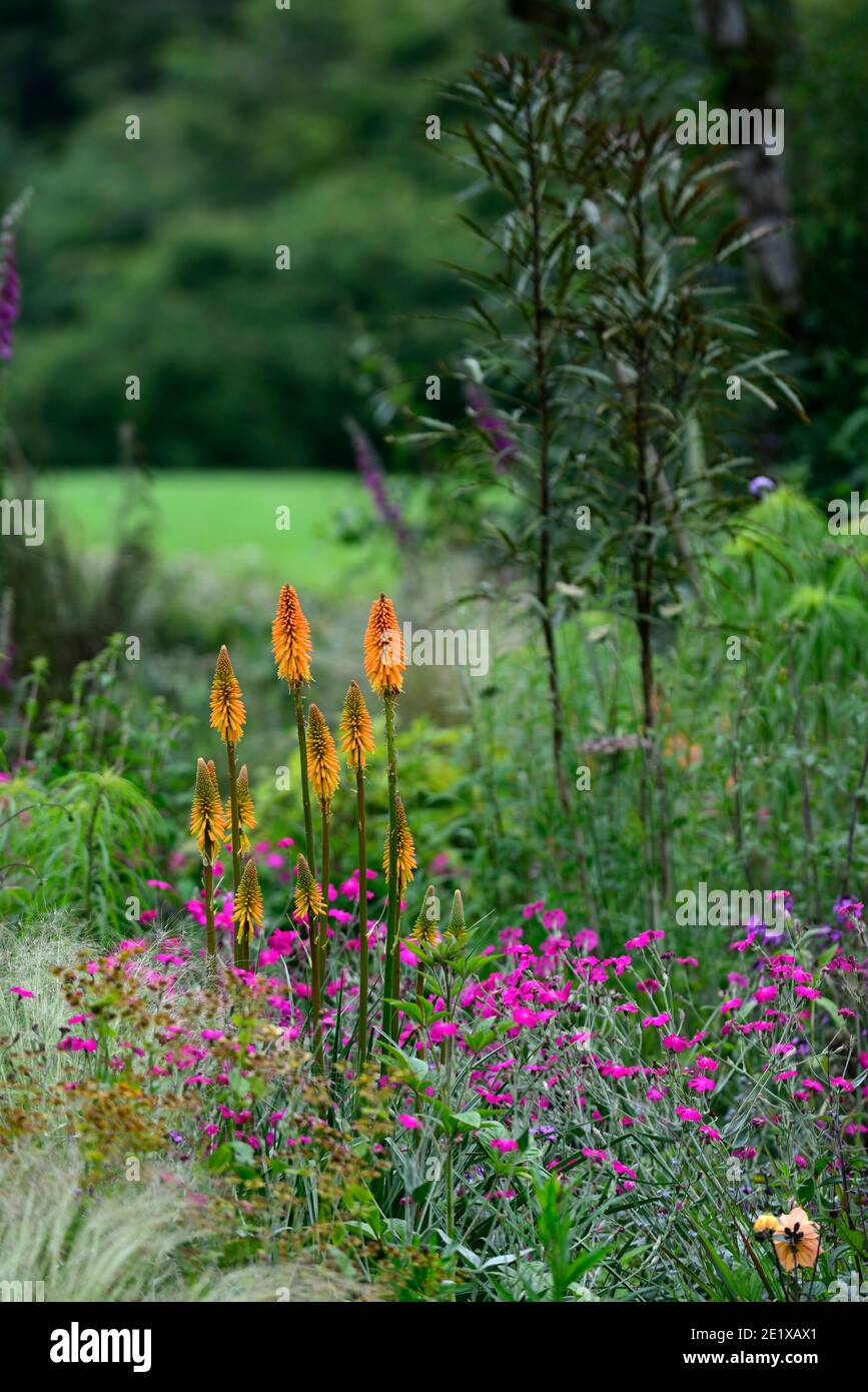 kniphofia gladness,red hot poker gladness,Lychnis coronaria Hills ...
