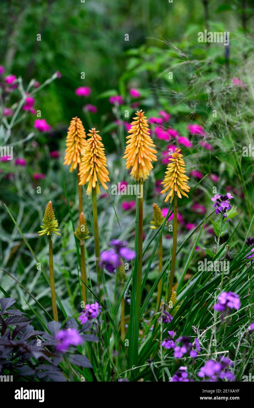 kniphofia old court seedling,red hot poker old court seedling,apricot ...