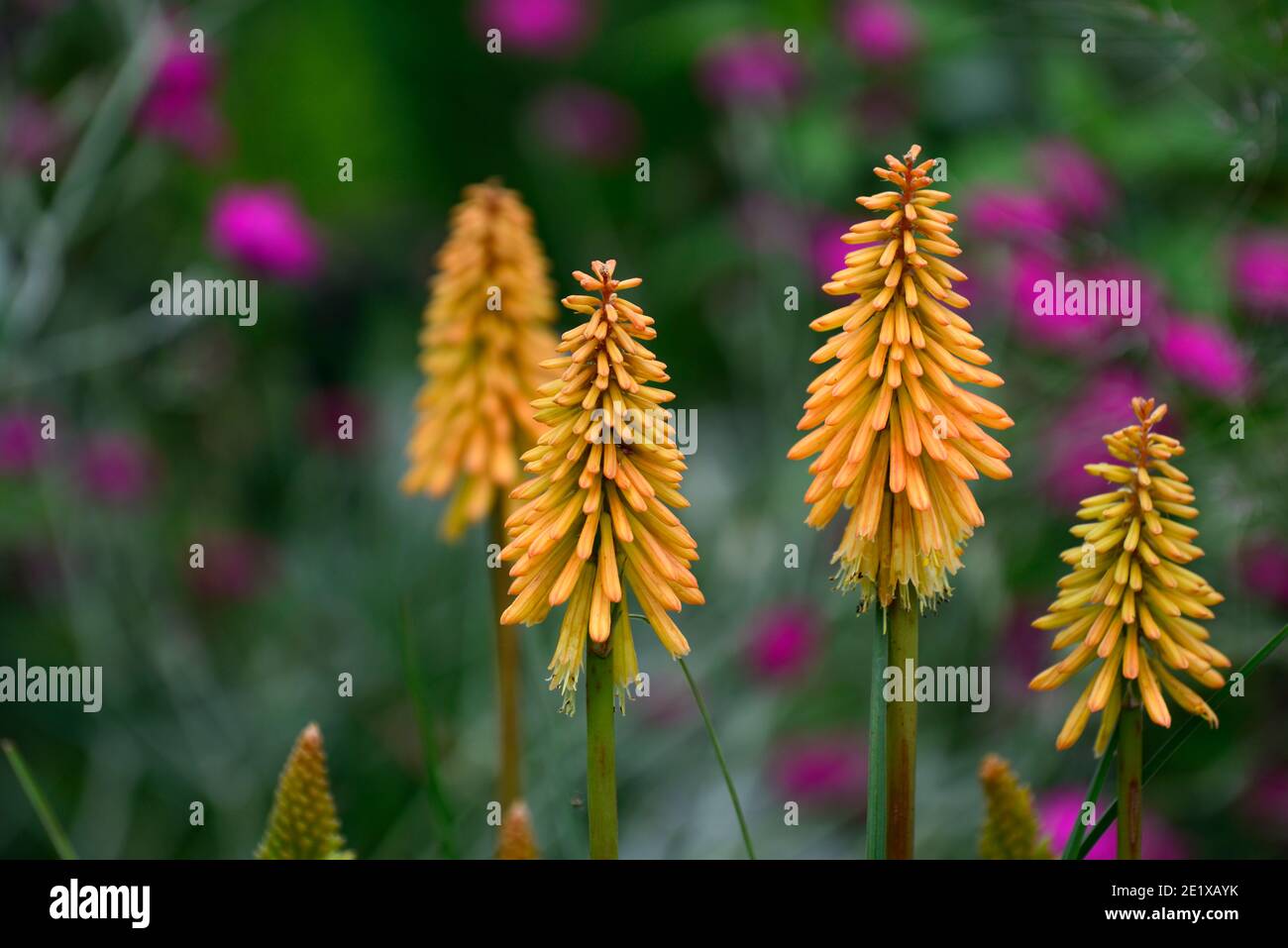 kniphofia old court seedling,red hot poker old court seedling,apricot ...