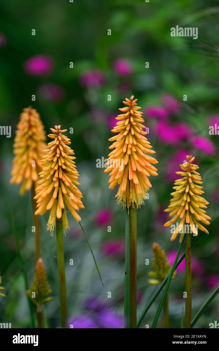 kniphofia old court seedling,red hot poker old court seedling,apricot ...