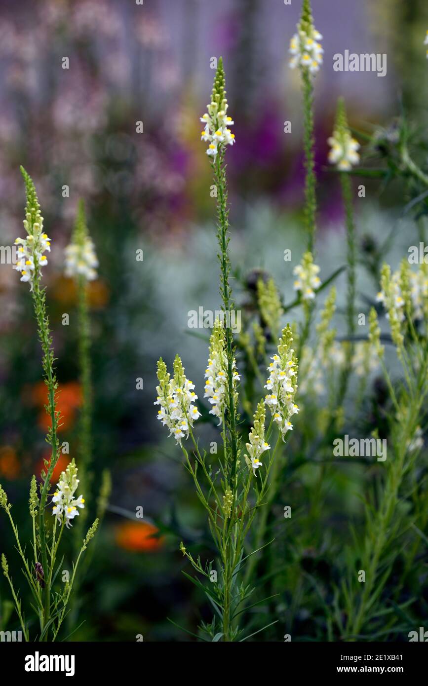 Linaria purpurea ‘poached egg’ hi-res stock photography and images - Alamy