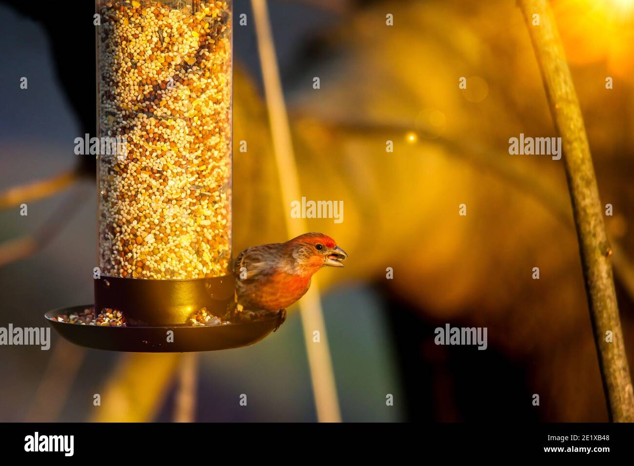 House Finch or haemaorhous mexicanus eating birds food outdoor from ...