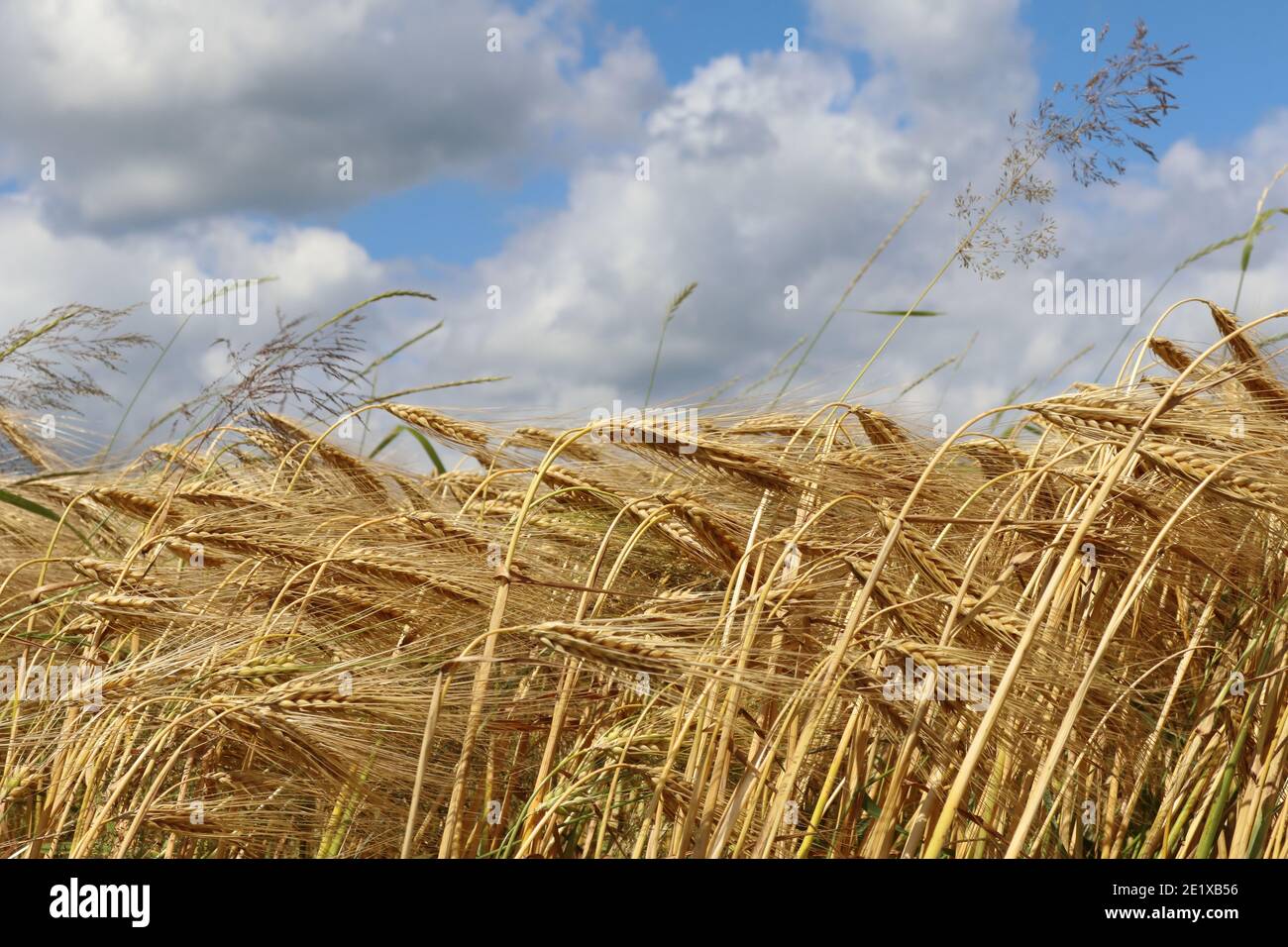 Non food crop hi-res stock photography and images - Alamy