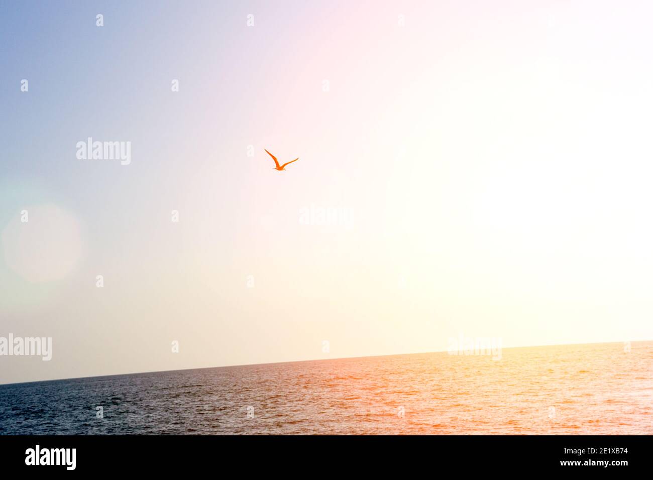 flying bird over the sea, tilt, wrong horizon of the frame. the concept ...