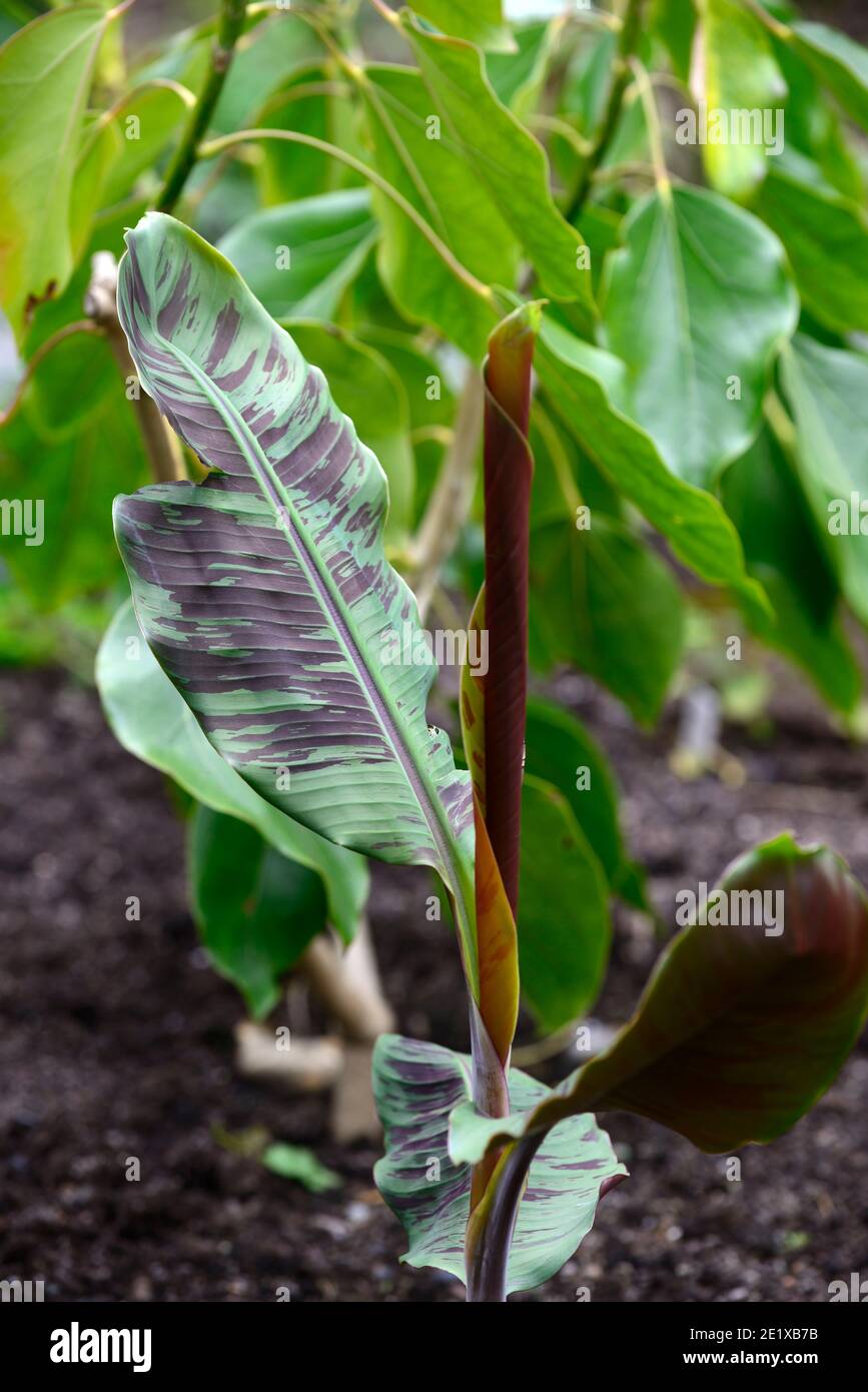 Maroon red leaves hi-res stock photography and images - Alamy
