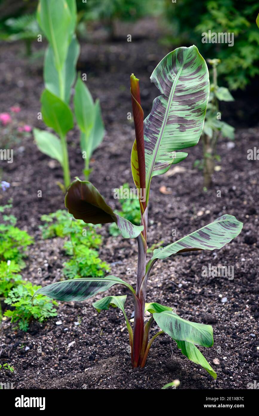 Musa bordelon hi-res stock photography and images - Alamy