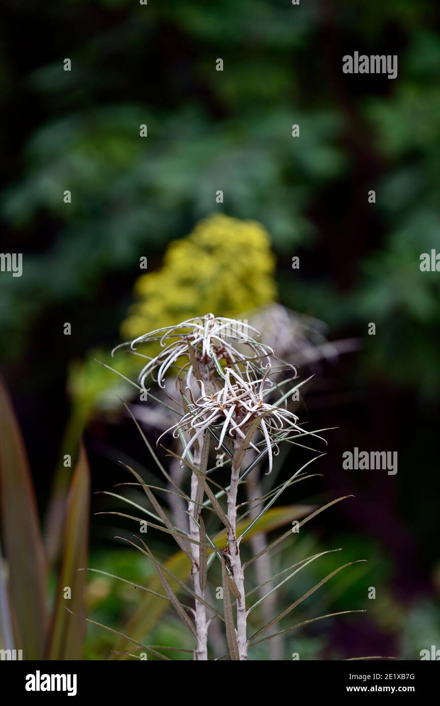 Olearia foliage hi-res stock photography and images - Alamy