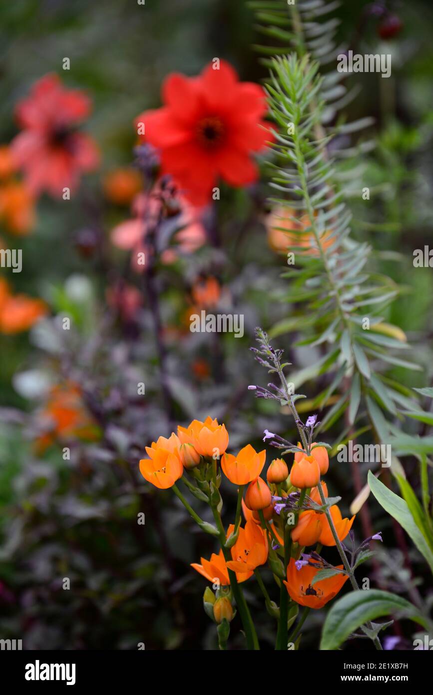 ornithogalum dubium,Ornithogalum dubium,sun star,star of Bethlehem ...
