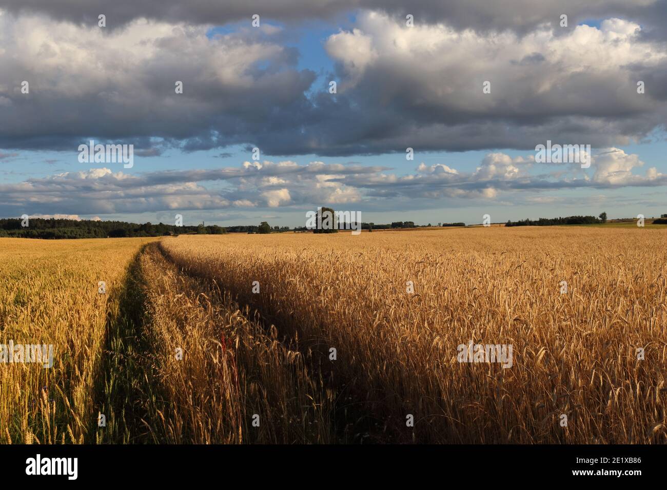 Yellow fields of grain hi-res stock photography and images - Alamy