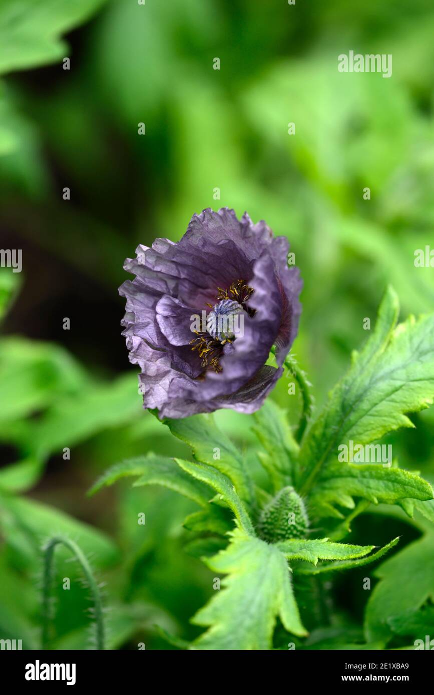 Annual Poppy High Resolution Stock Photography and Images - Alamy