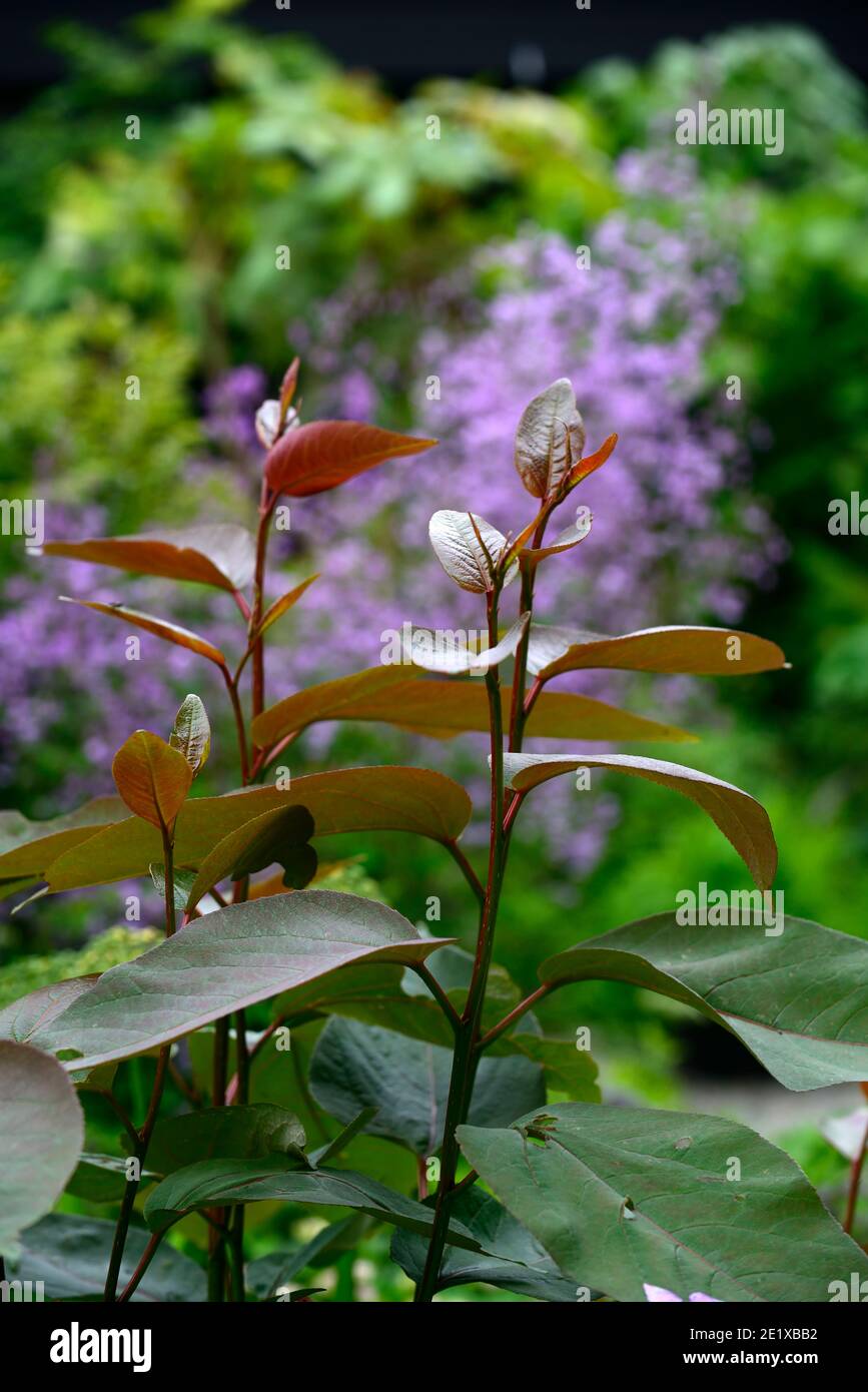 Pollard tree hi-res stock photography and images - Alamy