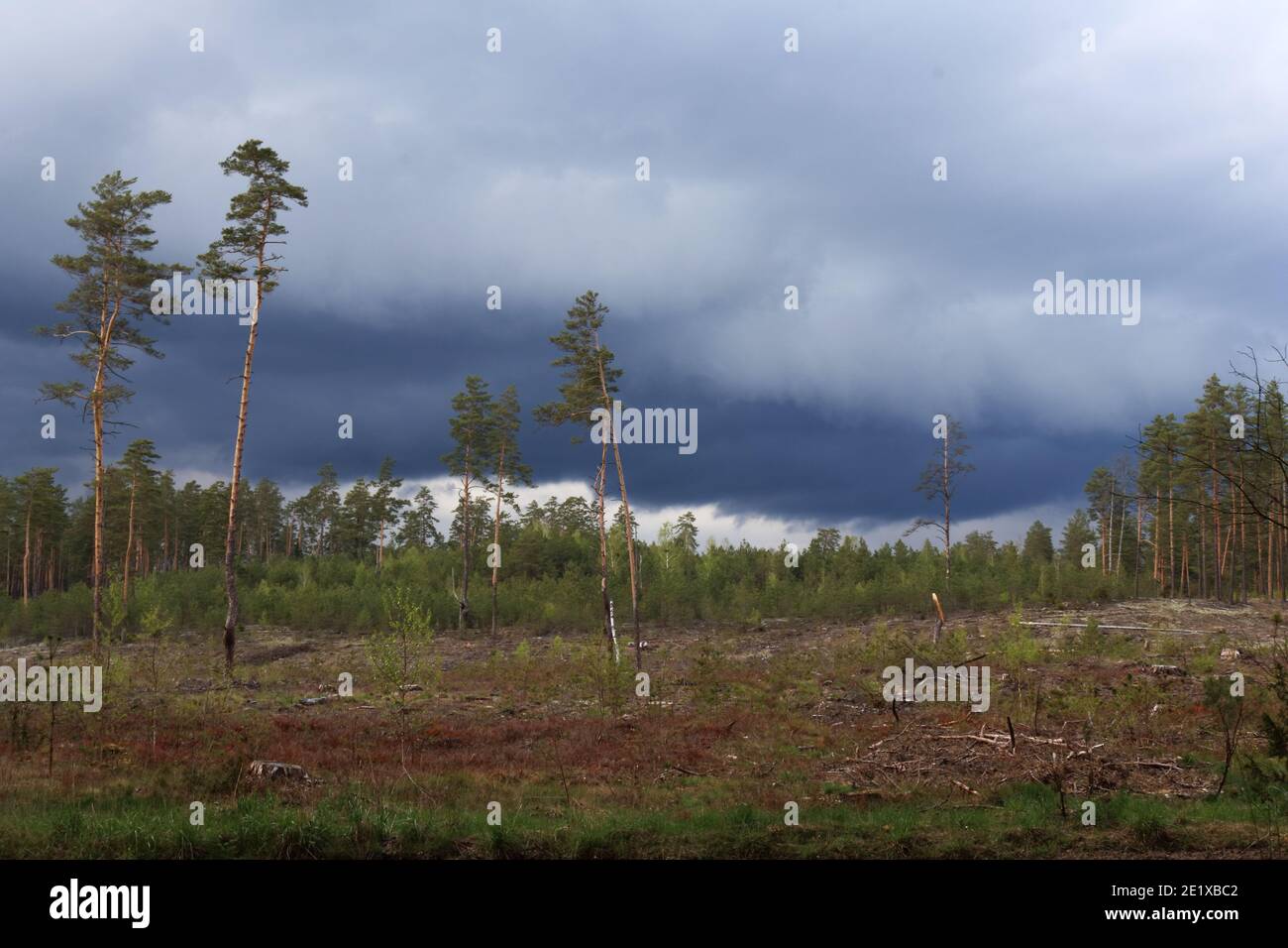 Dzukija forest hi-res stock photography and images - Alamy