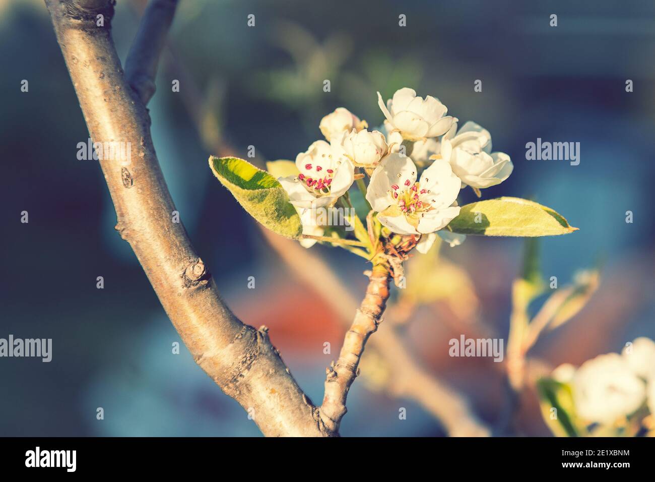 Beautiful blooming apple trees in spring park close up. White spring ...