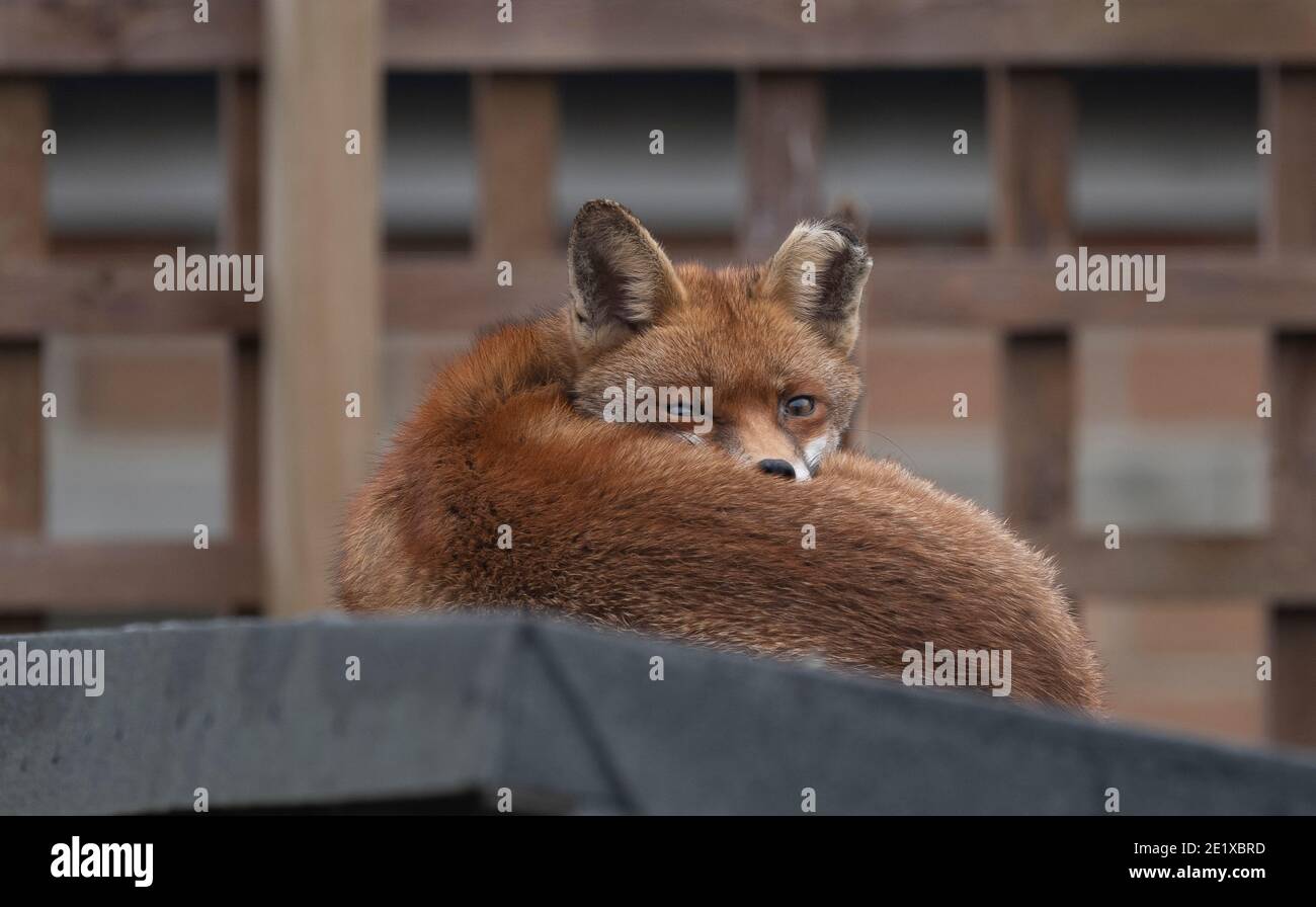Urban red fox curled up and resting on top of a felt roof garden shed ...