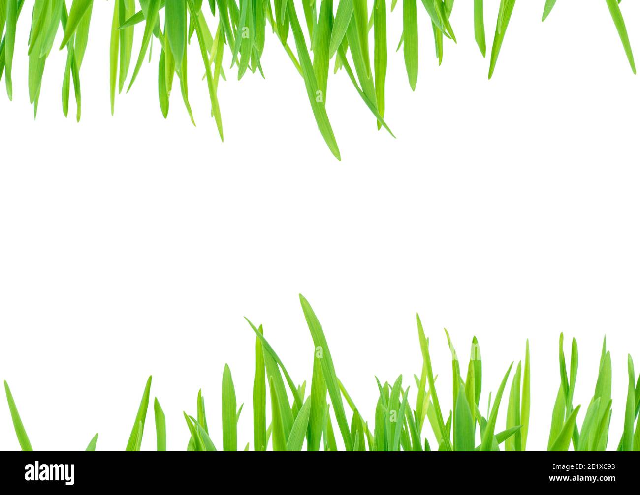 Fresh spring green grass isolated on white background with clipping ...