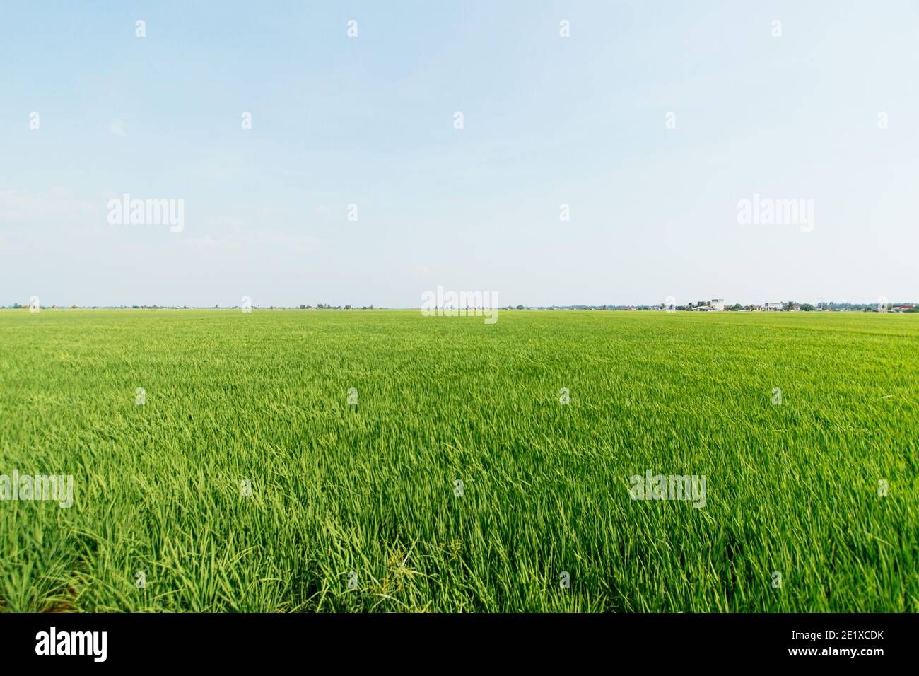 Wide paddy field hi-res stock photography and images - Alamy