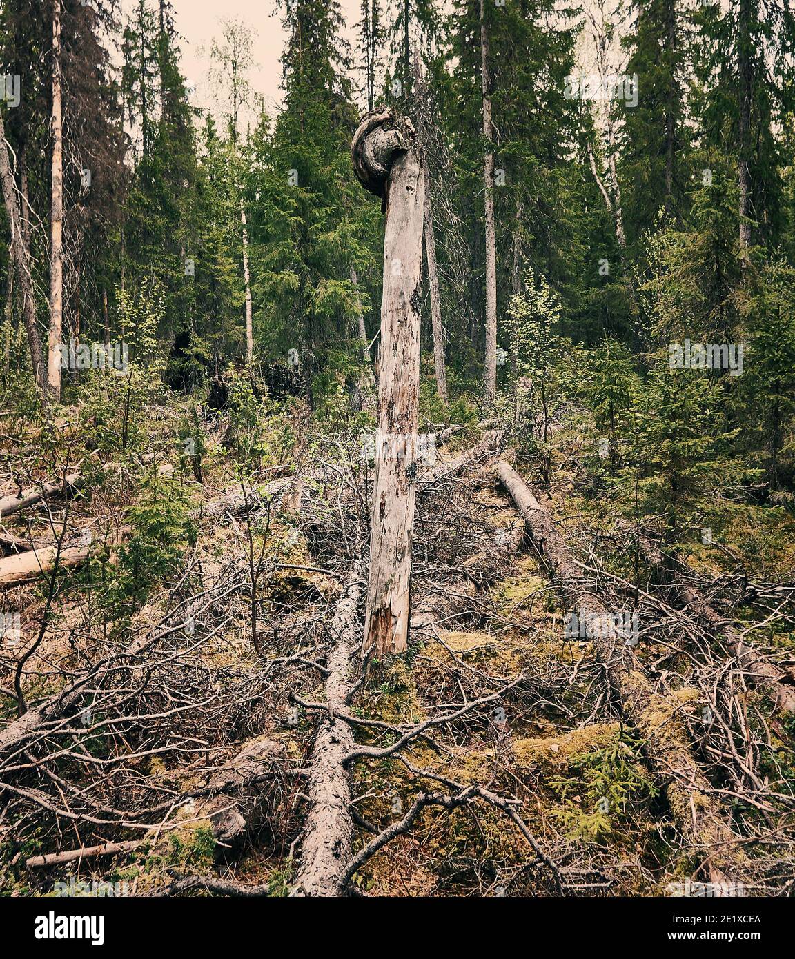 Upprooted spruce tree in the forest.Roots of a Dead Tree Stock Photo ...