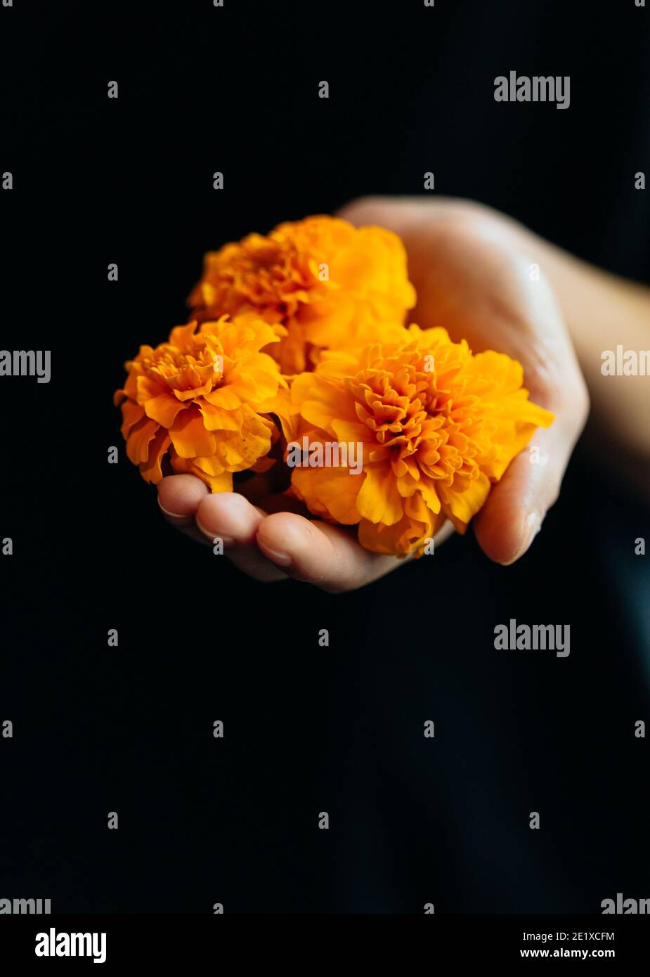 Hand holding Marigold flower blossoms (Edible Flower Stock Photo - Alamy