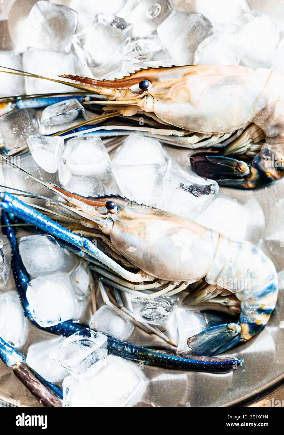 Freshwater prawn display hi-res stock photography and images - Alamy