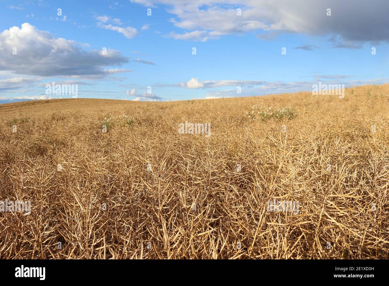 Field rapeseed oil canola hi-res stock photography and images - Alamy