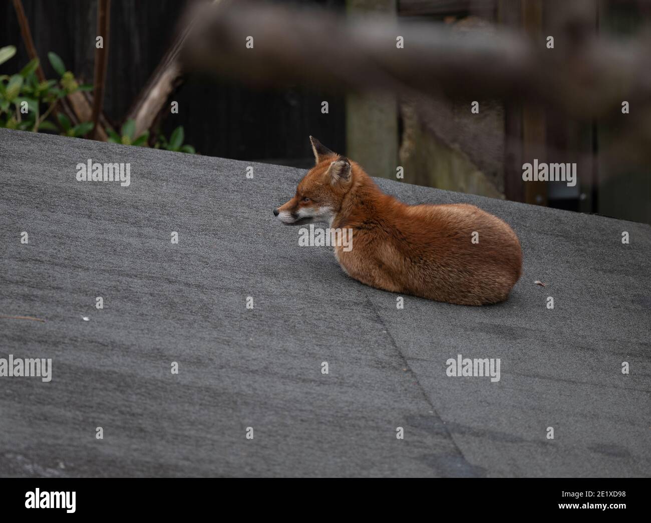 Felt roof hi-res stock photography and images - Alamy