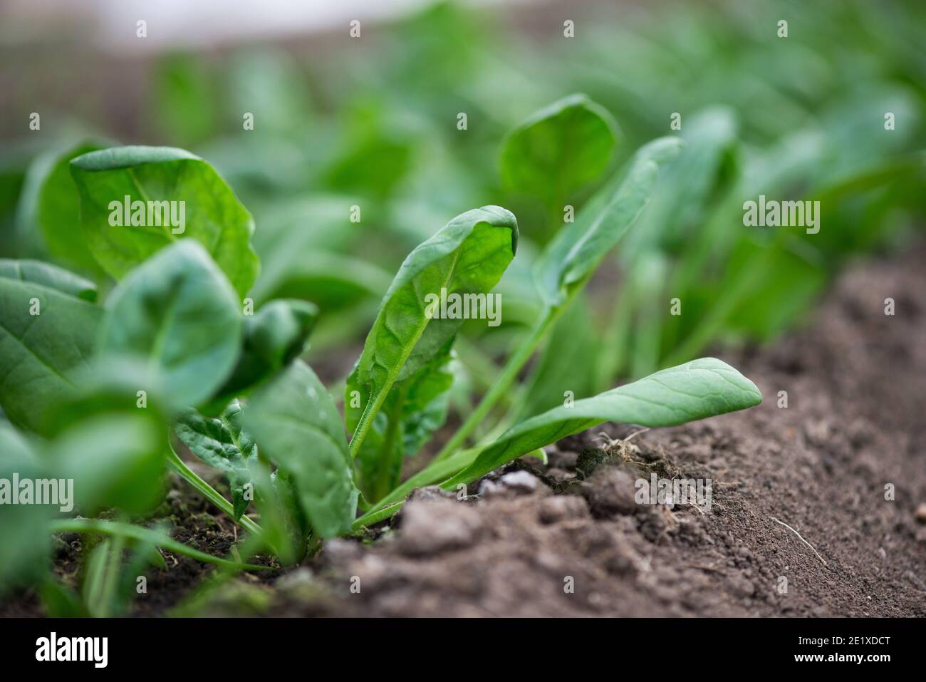 Young spinach plants hi-res stock photography and images - Alamy