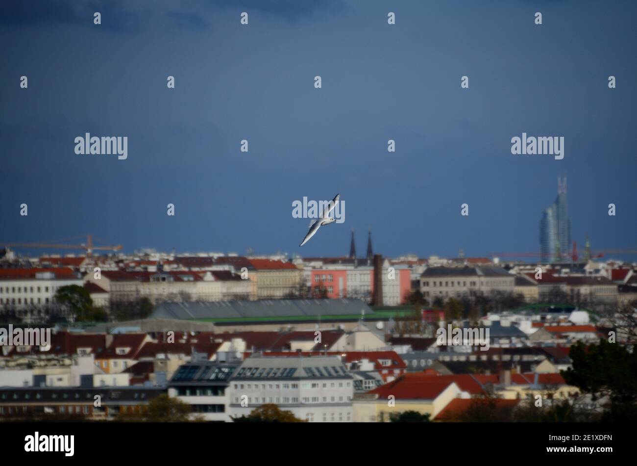 white bird in the air and the city of vienna below Stock Photo - Alamy