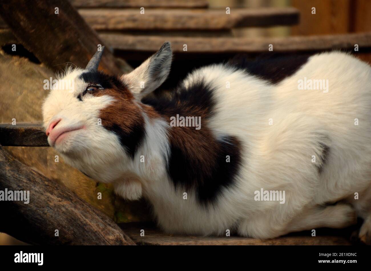 dear little goat at the zoo Stock Photo - Alamy