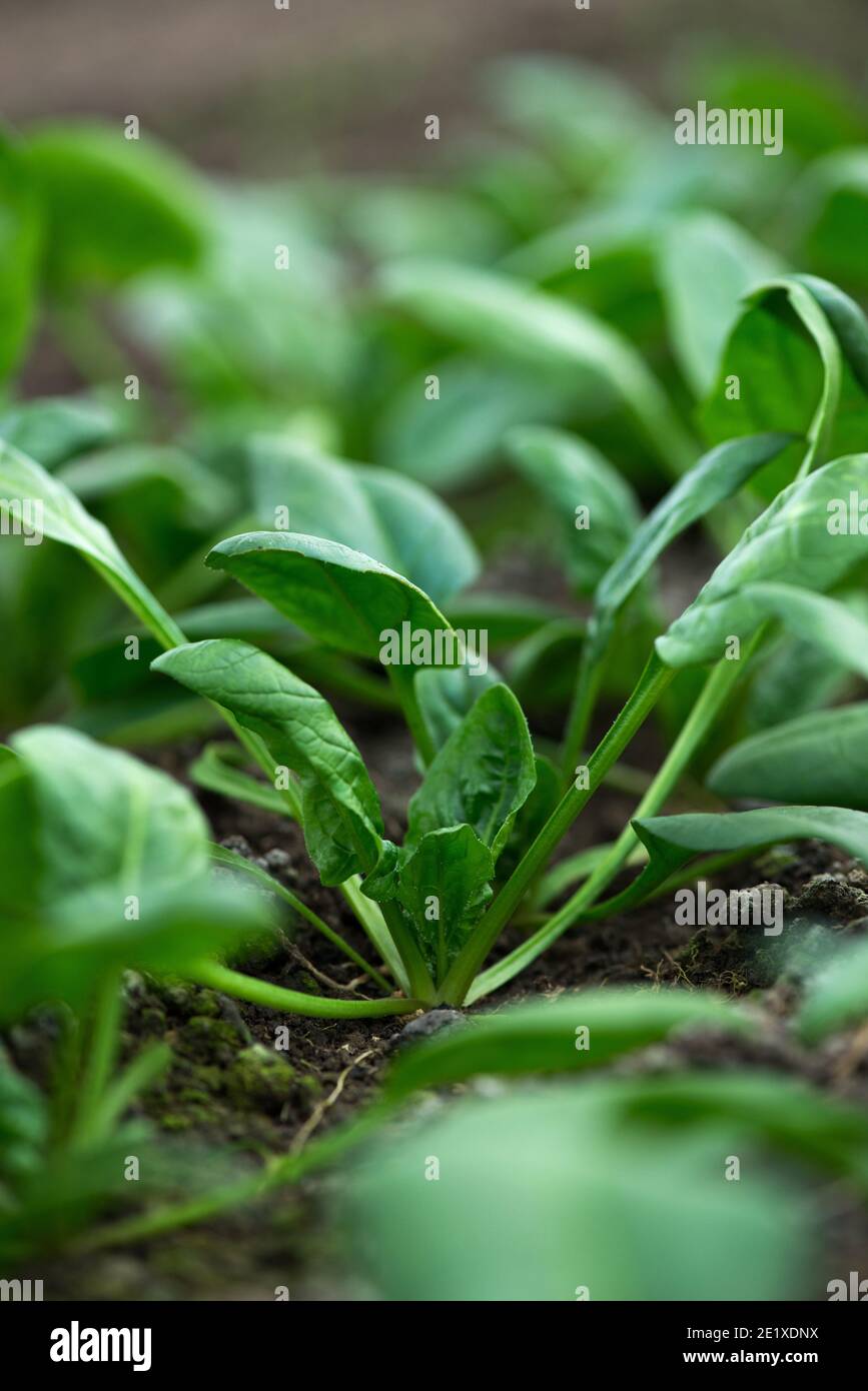 Young spinach hi-res stock photography and images - Alamy