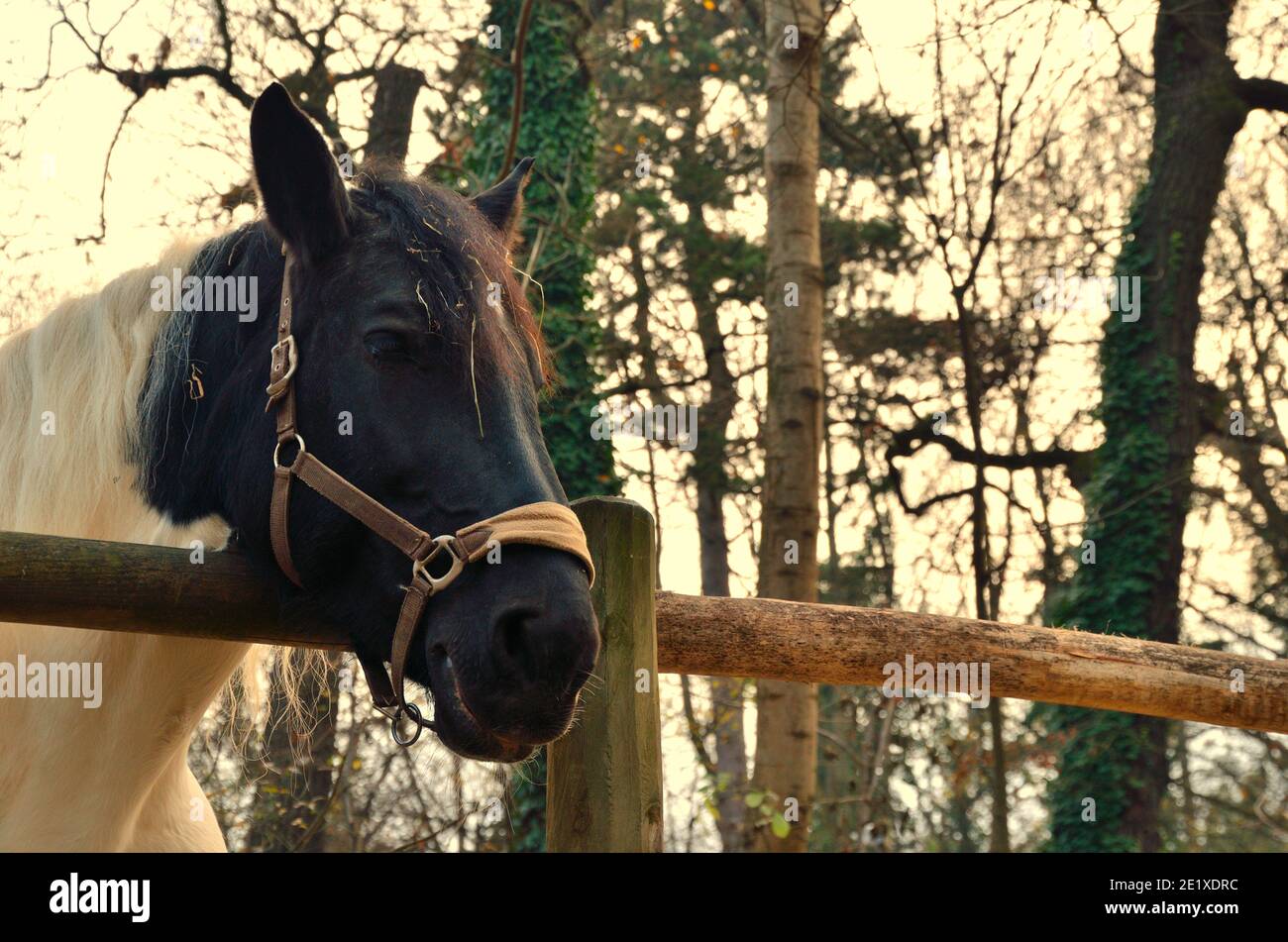 black white horse on a ranch Stock Photo - Alamy