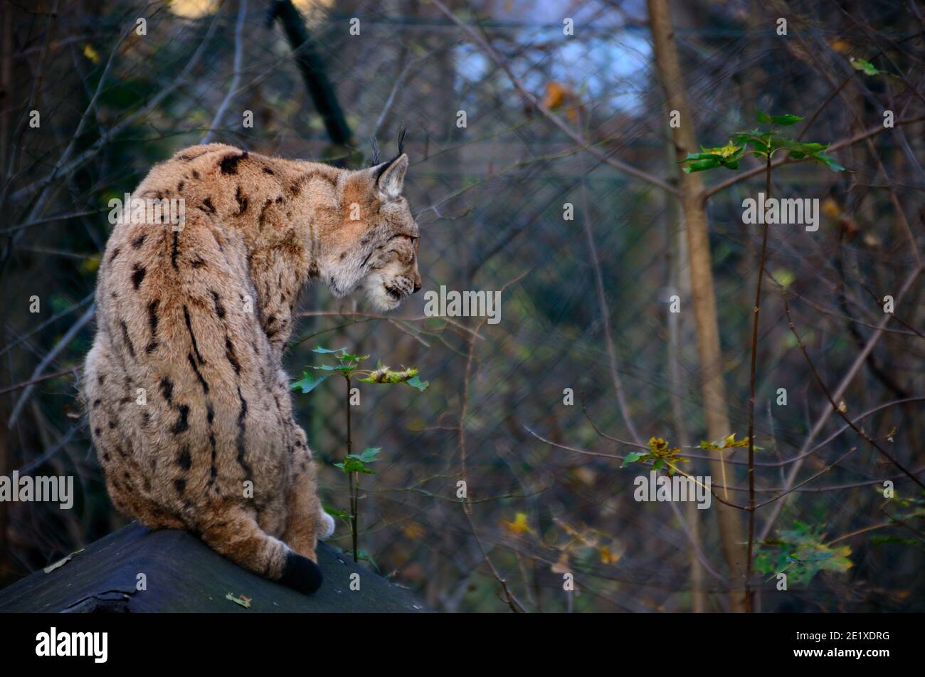 lynx sitting in a enclosure at the zoo Stock Photo - Alamy