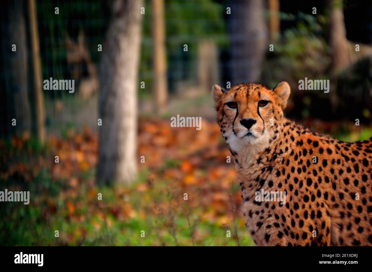 leopard in the zoo looks Stock Photo - Alamy