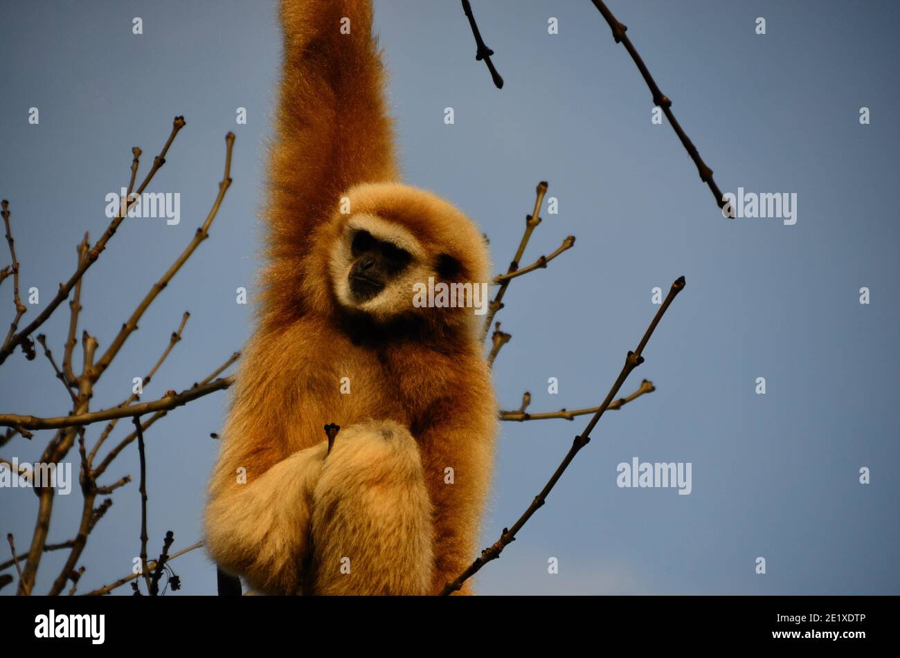 small fluffy monkey hanging on the tree in zoo Stock Photo - Alamy