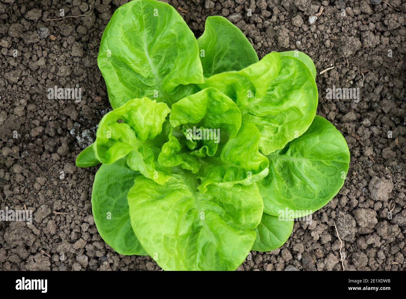 Close up lettuce plantation in hi-res stock photography and images - Alamy