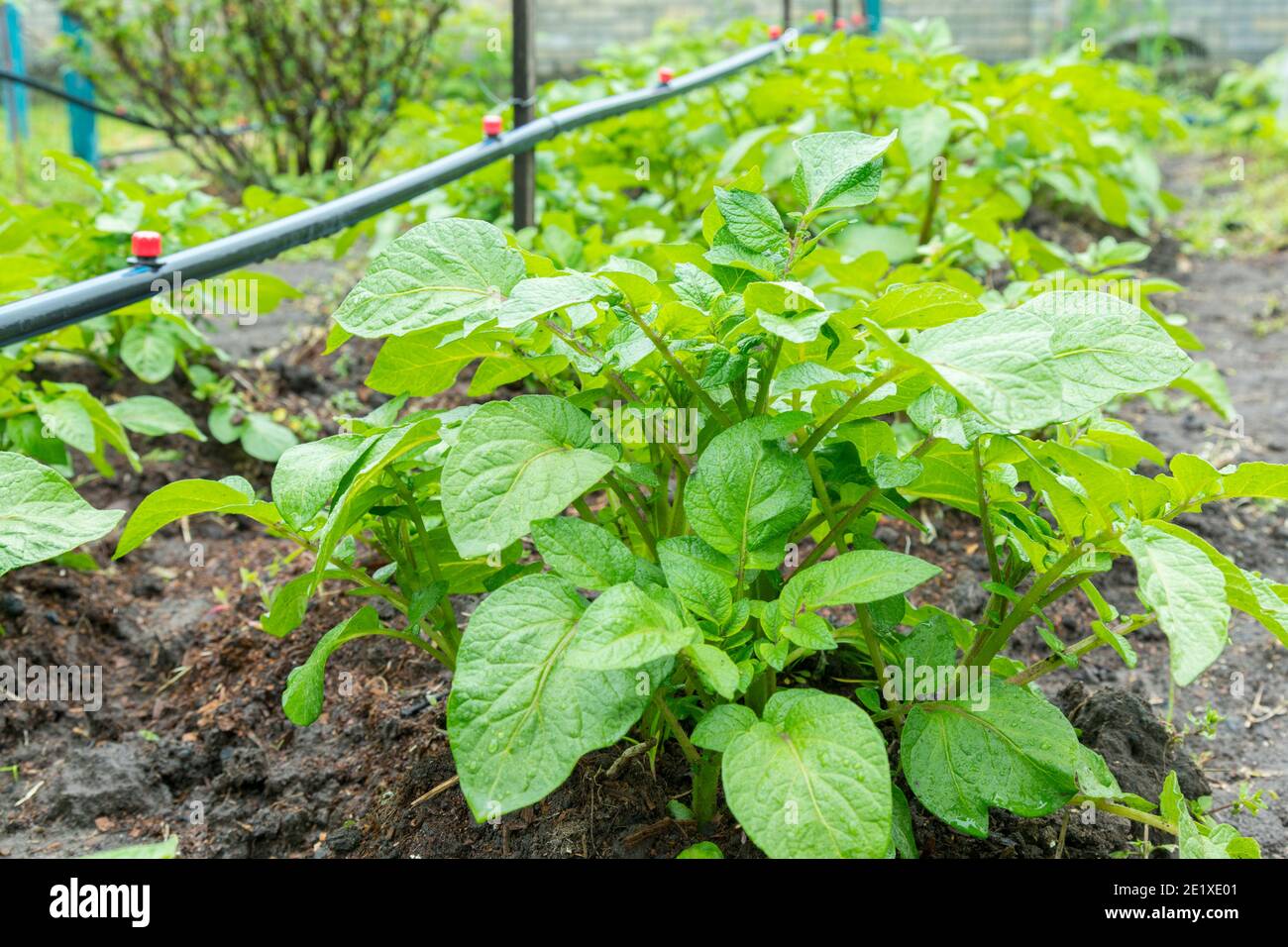 Field of green potato bushes. Rows on Potato field with green bushes ...