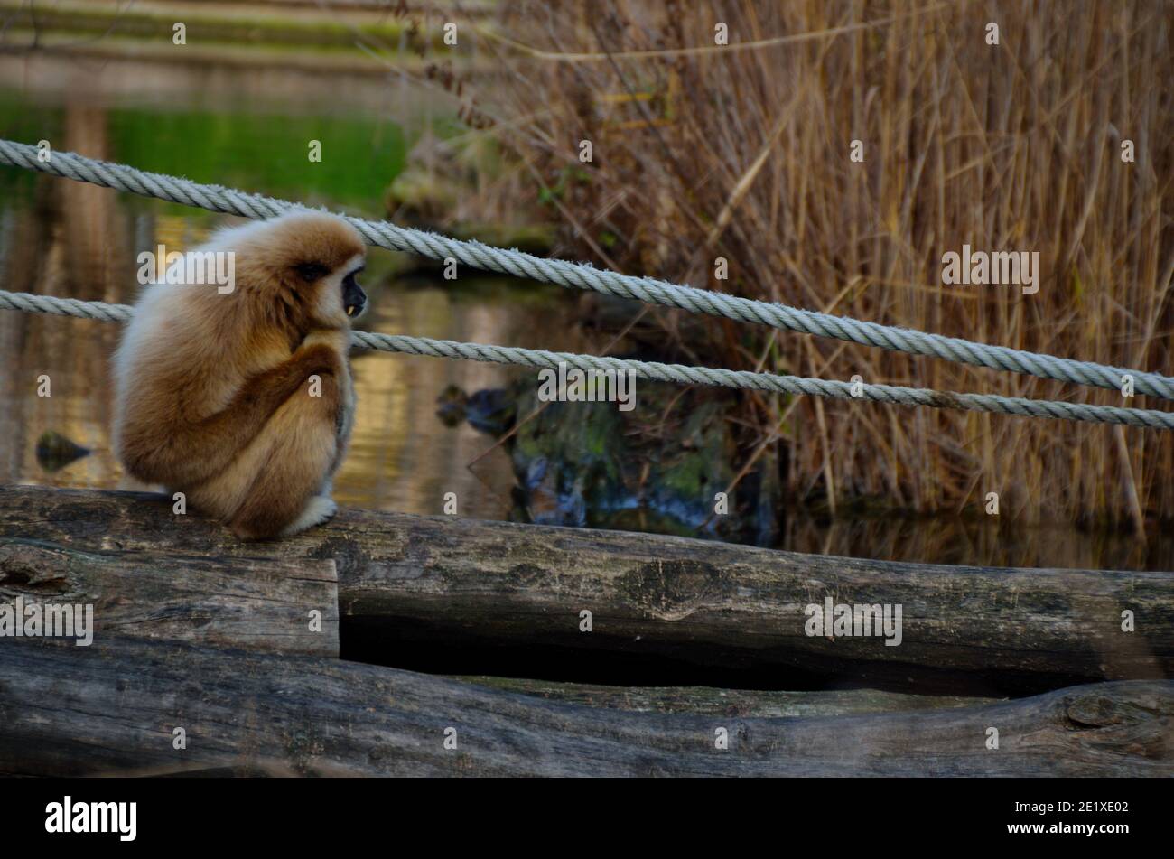 Dear zoo hi-res stock photography and images - Alamy