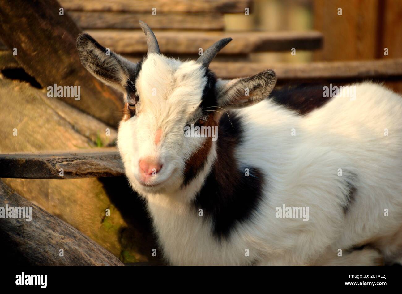 Dear game hi-res stock photography and images - Alamy