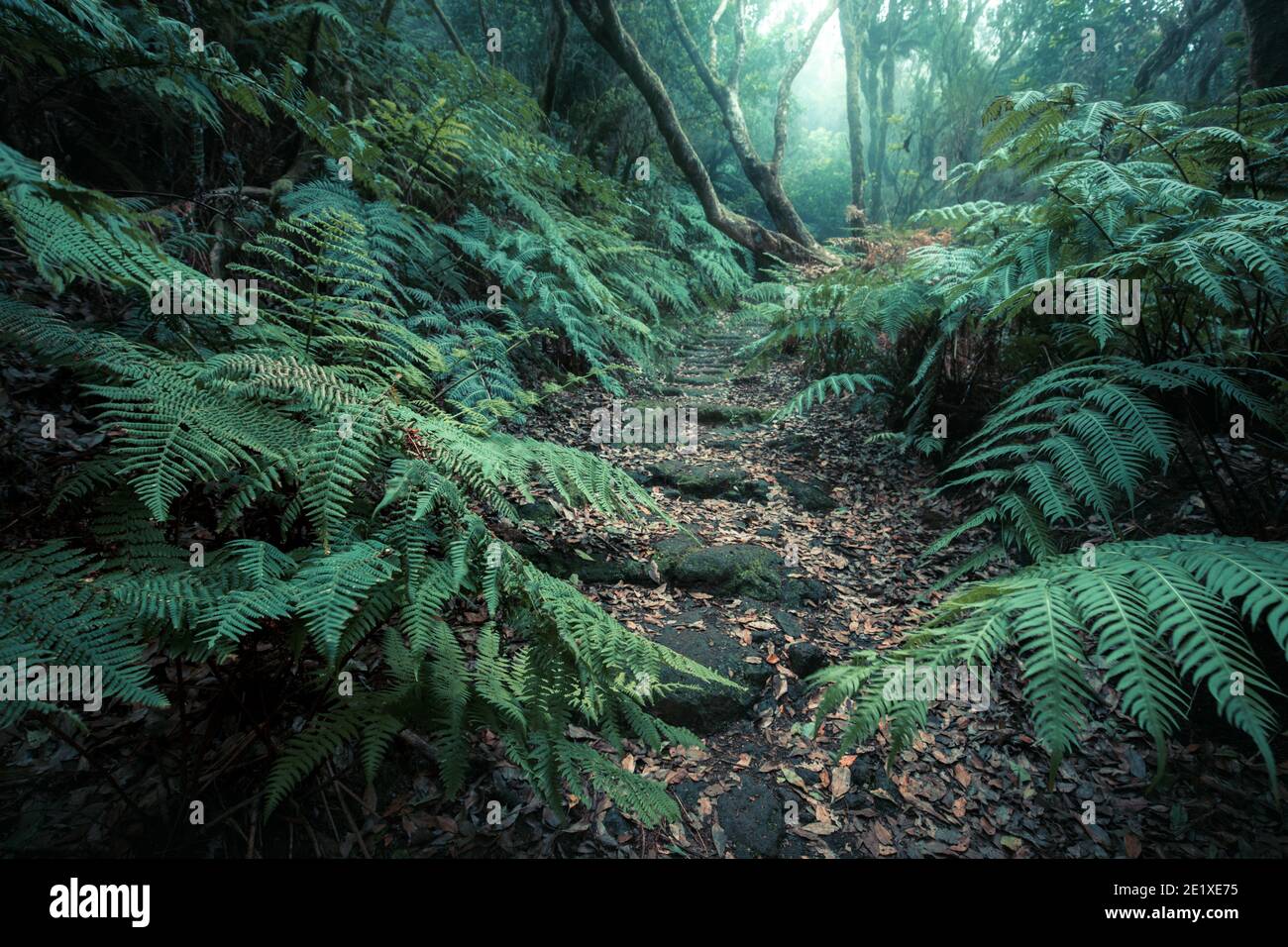 Nepal outdoor palm paradise hi-res stock photography and images - Alamy