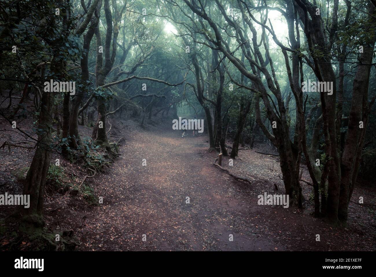 Deep tropical jungles of Southeast Asia in spring Stock Photo - Alamy