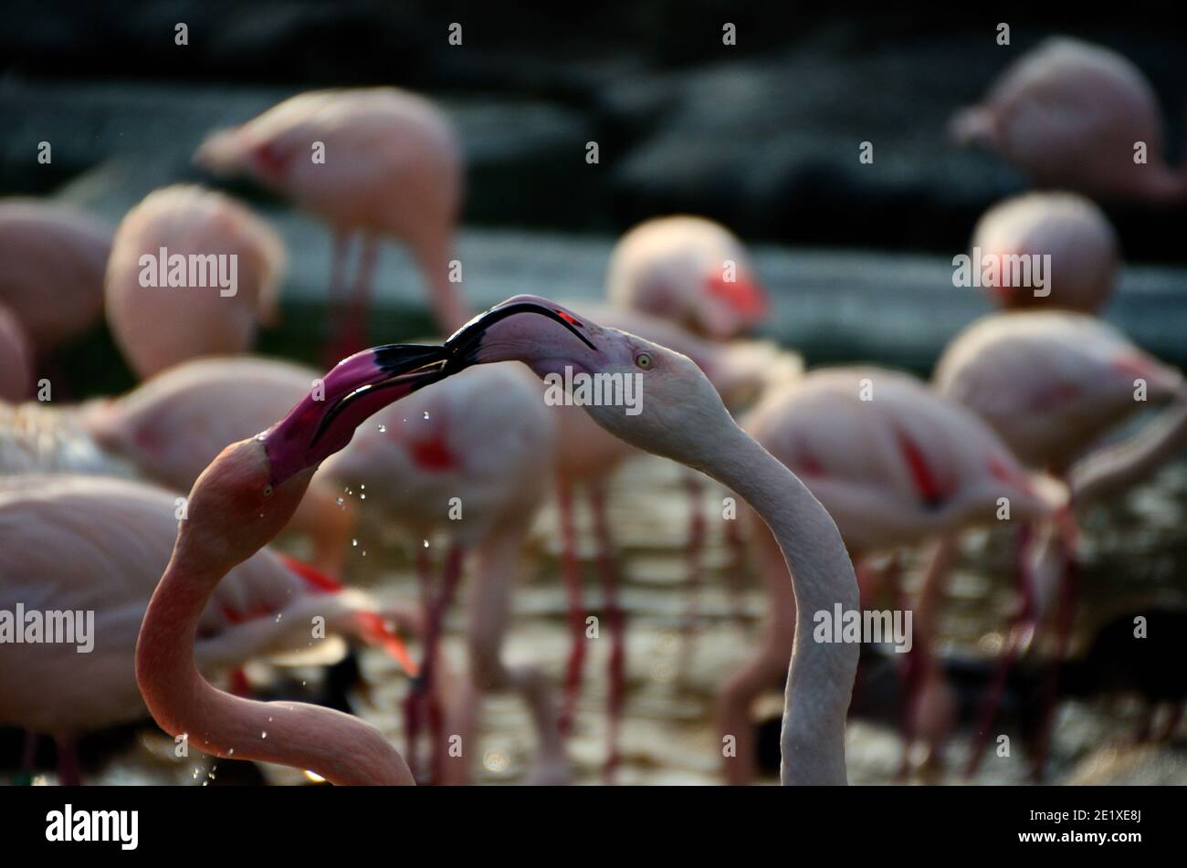 Animals arguing hi-res stock photography and images - Alamy