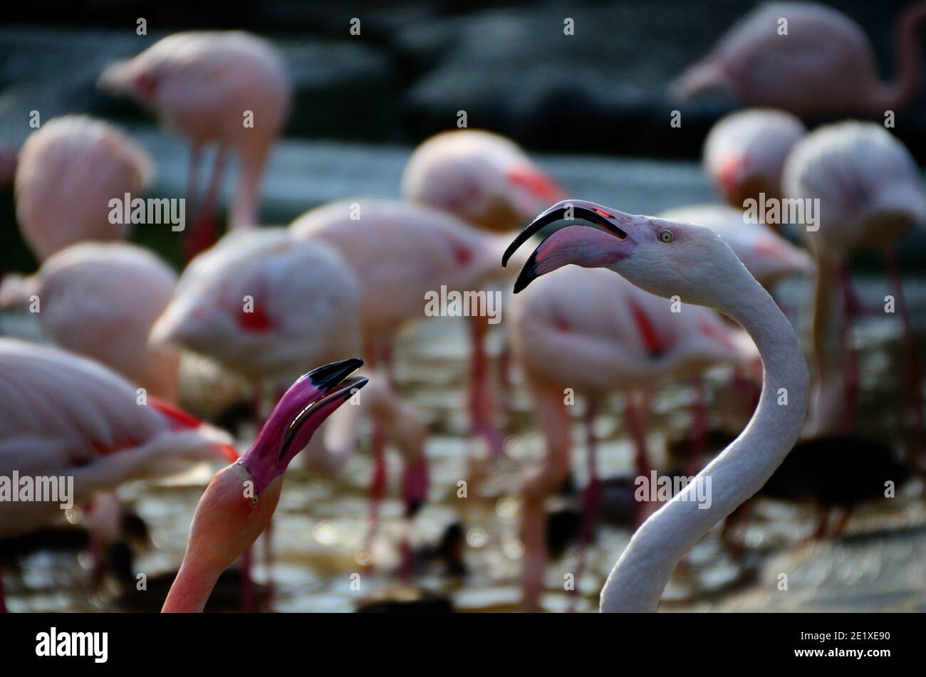 two flamingos look at the zoo Stock Photo - Alamy